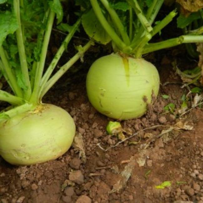 Maincrop Turnips | Field Options